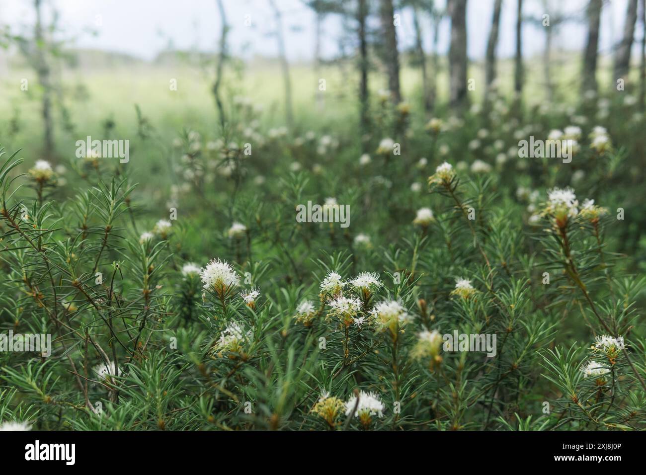 blurred natural background with white ledum flowers on the edge of the ...