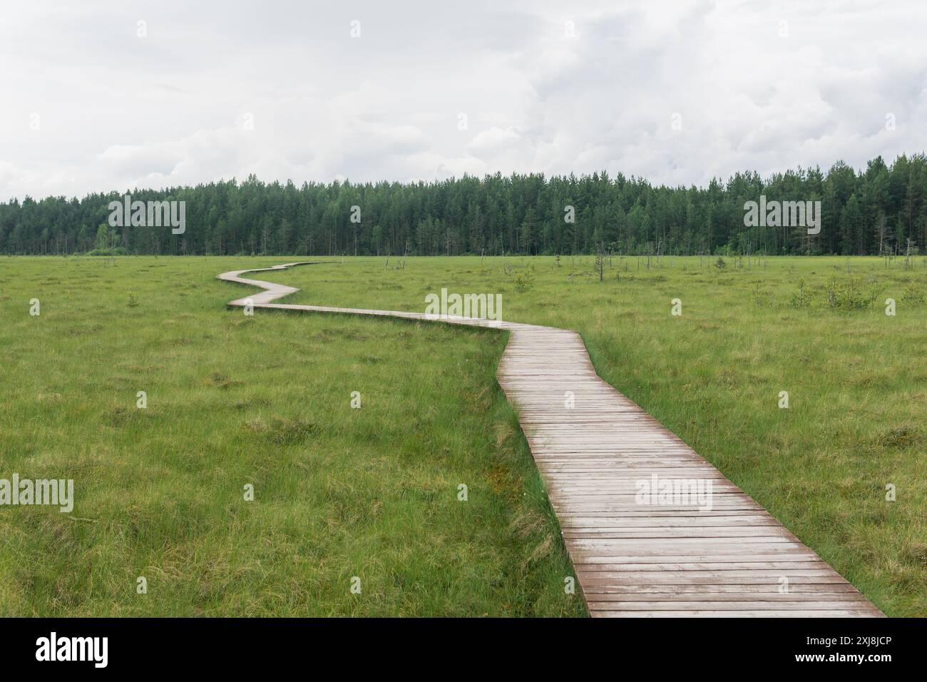 Wooden walkway through swamp hi-res stock photography and images - Alamy