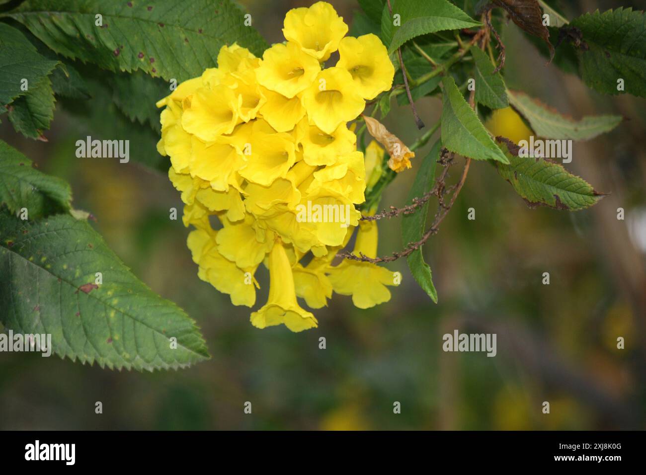 Yellow Trumpetbush (Tecoma stans) in bloom : (pix Sanjiv Shukla Stock ...