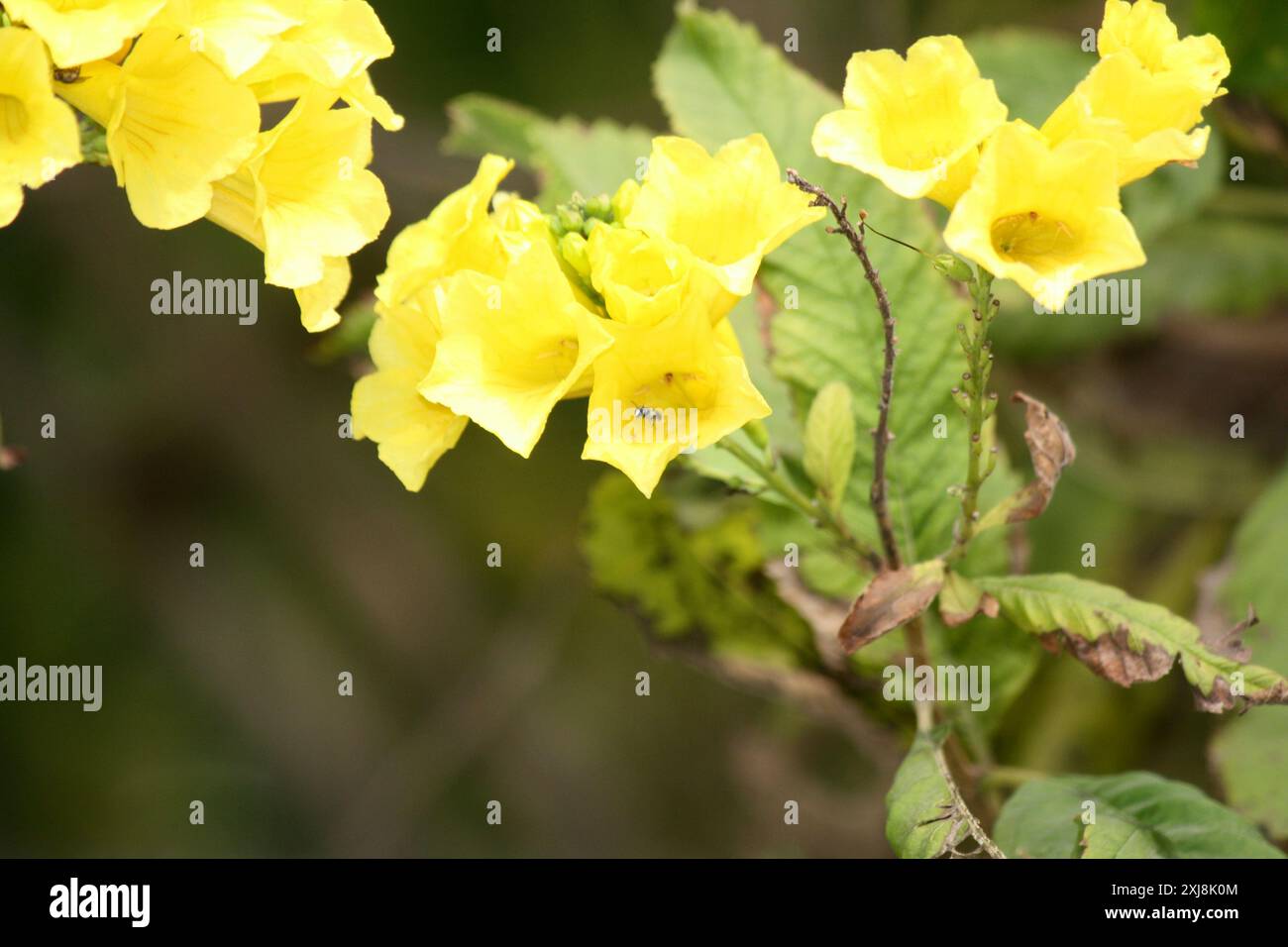 Tecoma stans flowering perennial shrub trumpet vine bignoniaceae yellow ...
