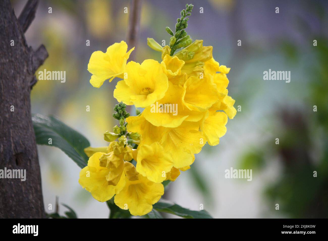 Yellow Trumpetbush (Tecoma stans) in bloom : (pix Sanjiv Shukla Stock ...