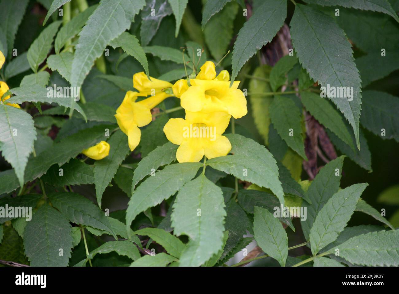 Yellow Trumpetbush (Tecoma stans) in bloom : (pix Sanjiv Shukla Stock ...