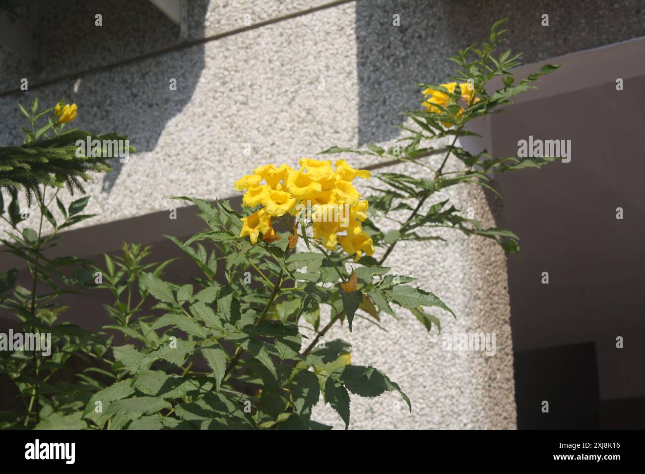 Tecoma stans flowering perennial shrub trumpet vine bignoniaceae yellow ...