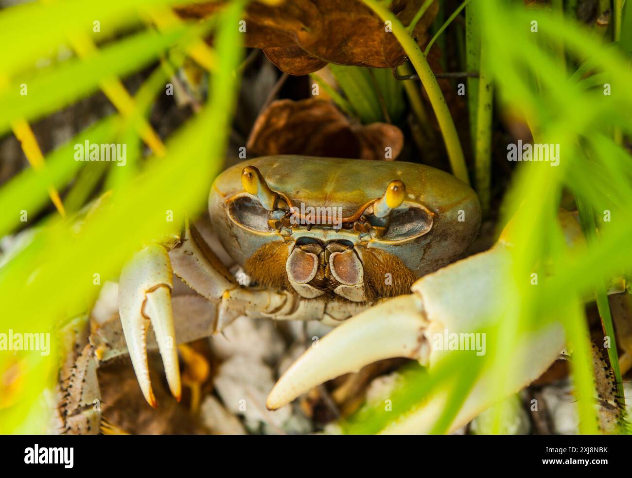 Blue land crab hiding behind green vegetation front view Stock Photo ...