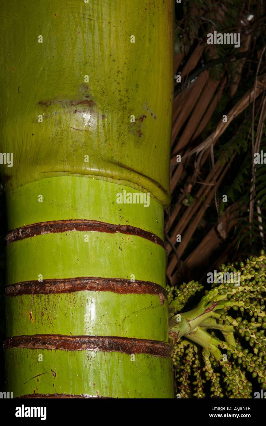 Nikau palm tree hi-res stock photography and images - Alamy