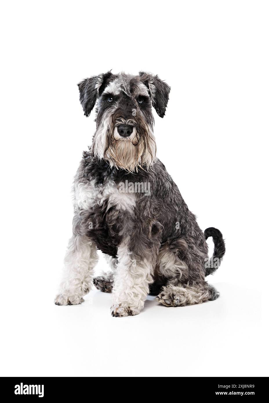 Beautiful, young Schnauzer sits proudly, showcasing its distinctive ...