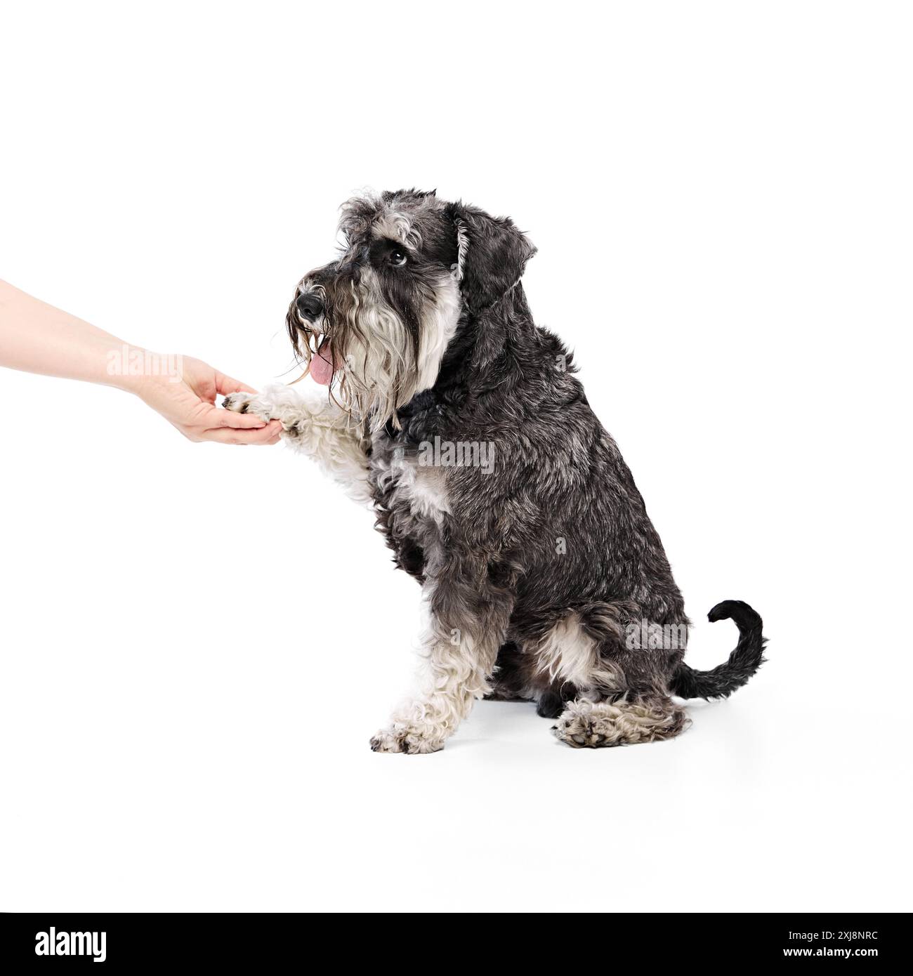 Friendly black and silver Schnauzer offers its paw for handshake ...