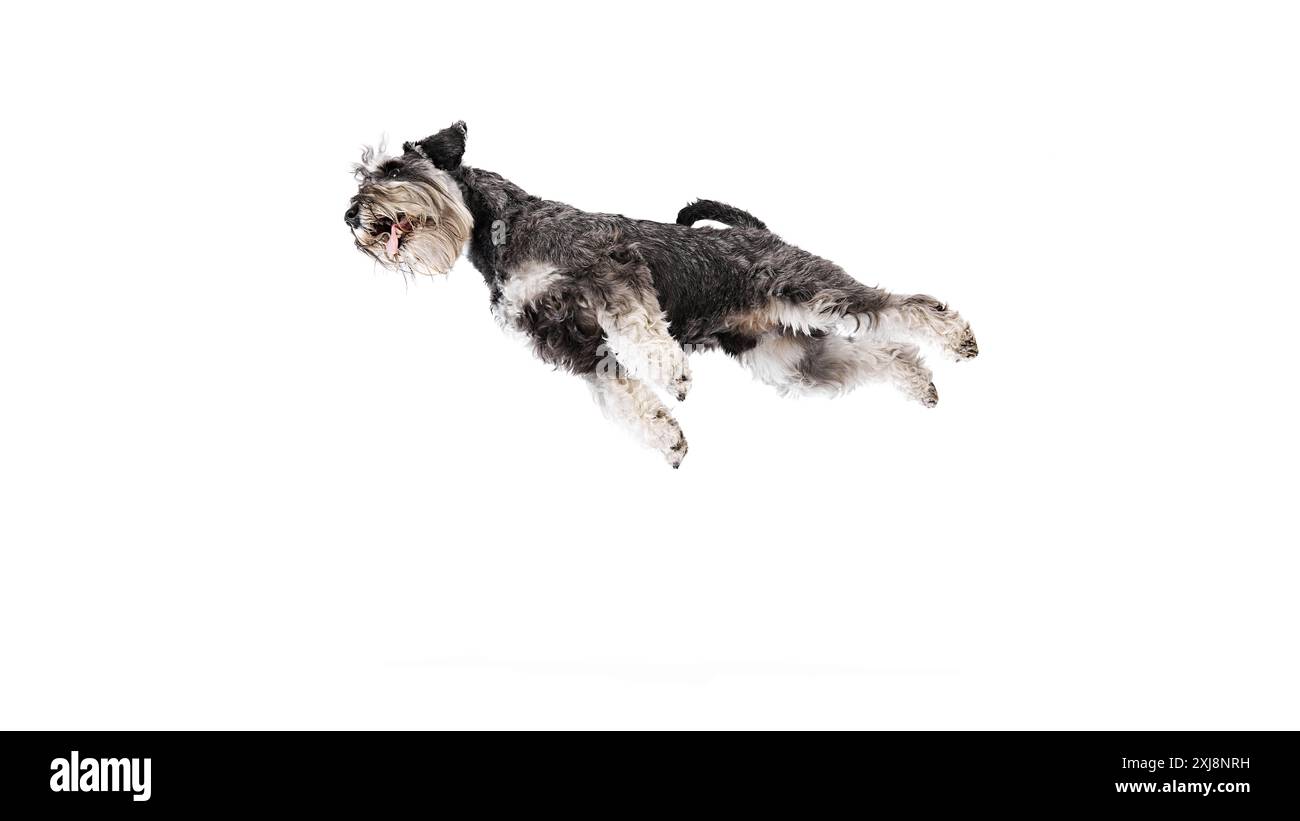 Lively Schnauzer caught in mid-jump, showcasing its energetic nature ...