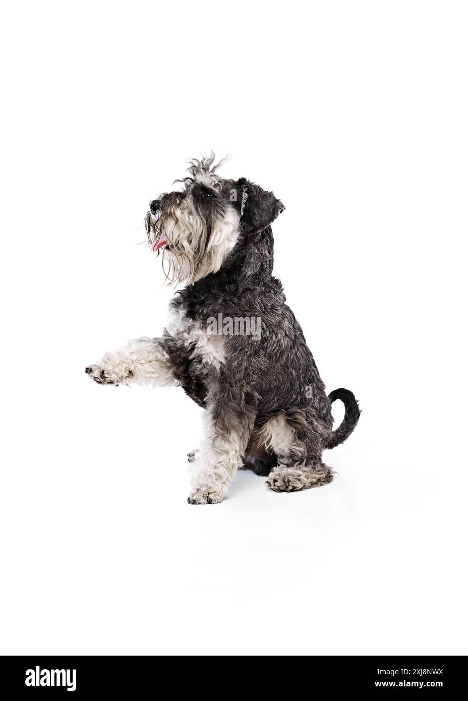 Portrait of charming Schnauzer sits with its paw raised, ready for ...