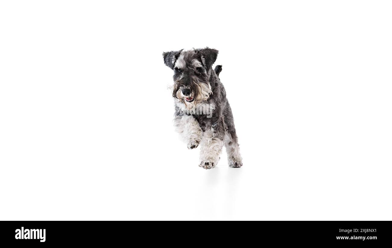 Joyful, playful purebred Schnauzer dog running against white studio ...