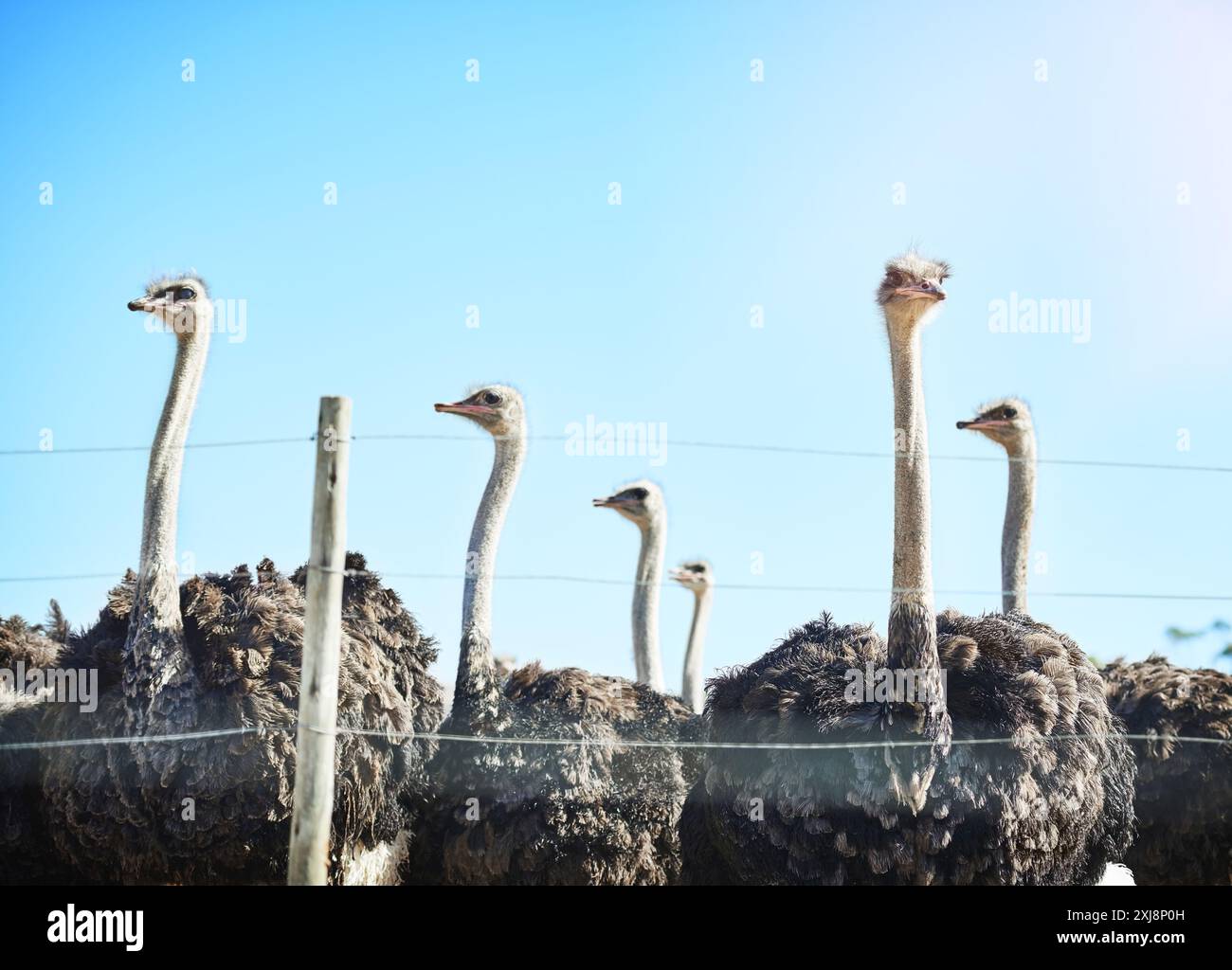 Ostrich, flock and outdoor at farm in summer, nature and growth with ...