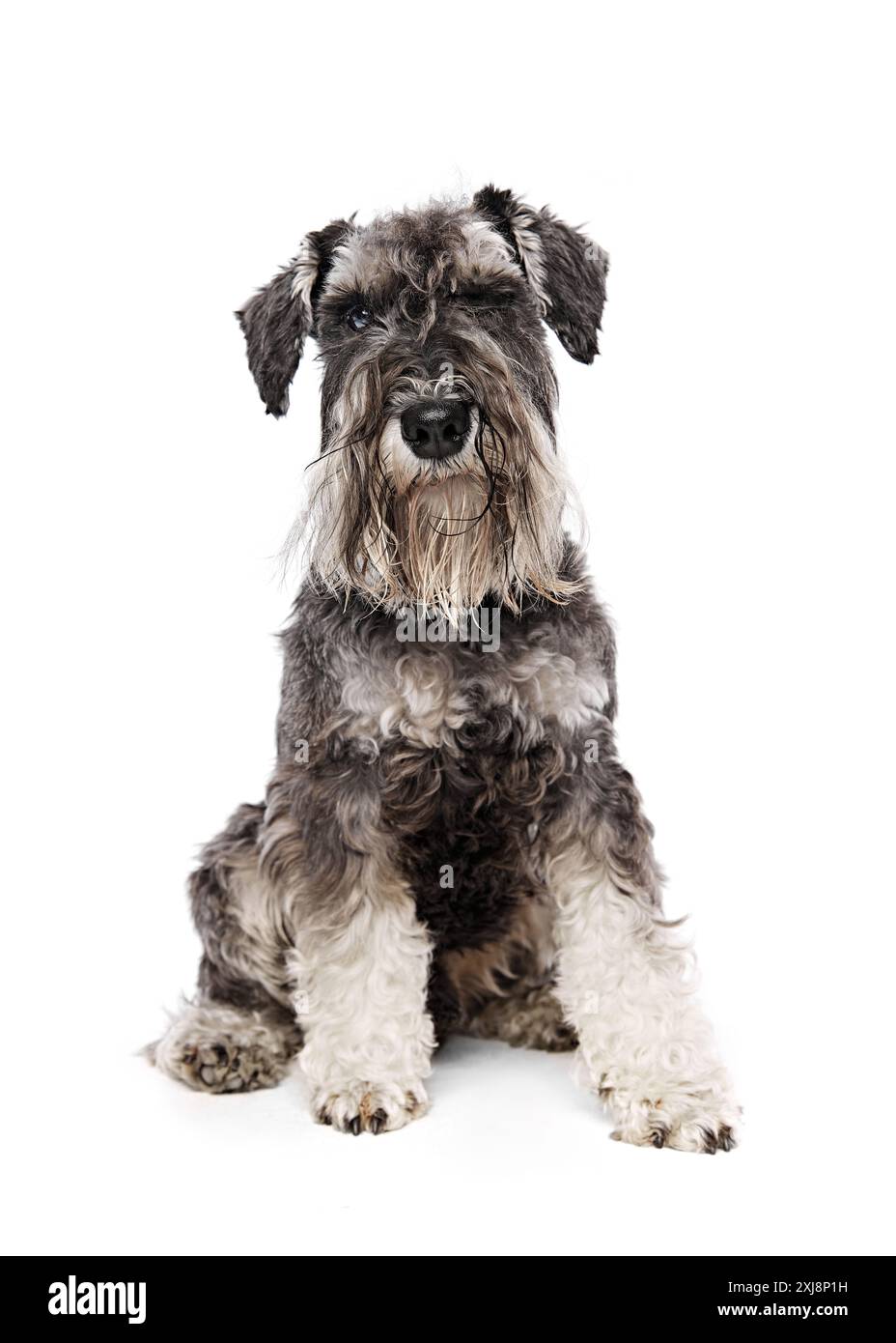 Portrait of dignified purebred, young Schnauzer dog sits calmly and ...