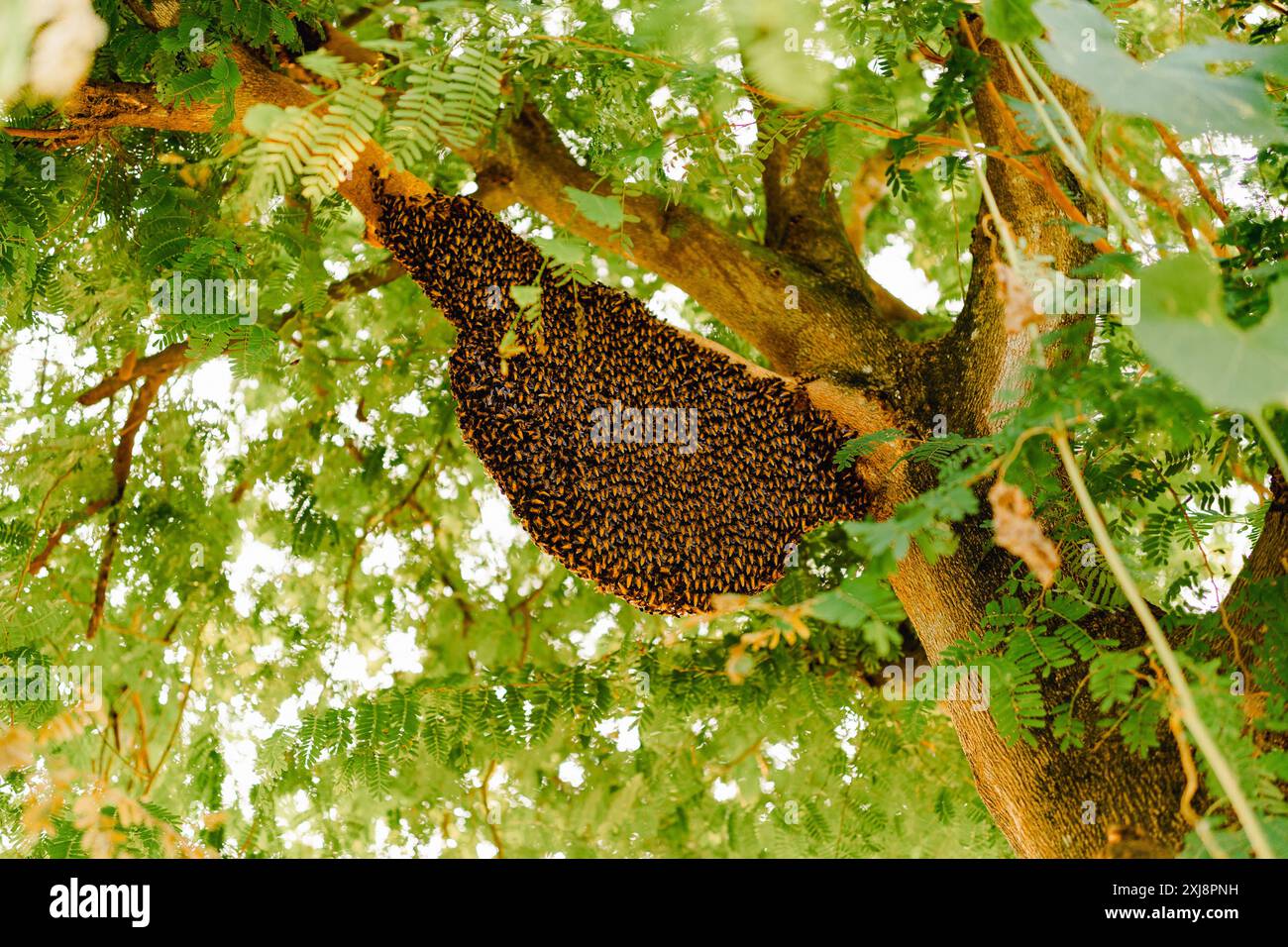 Bee hive hanging from tree hi-res stock photography and images - Alamy