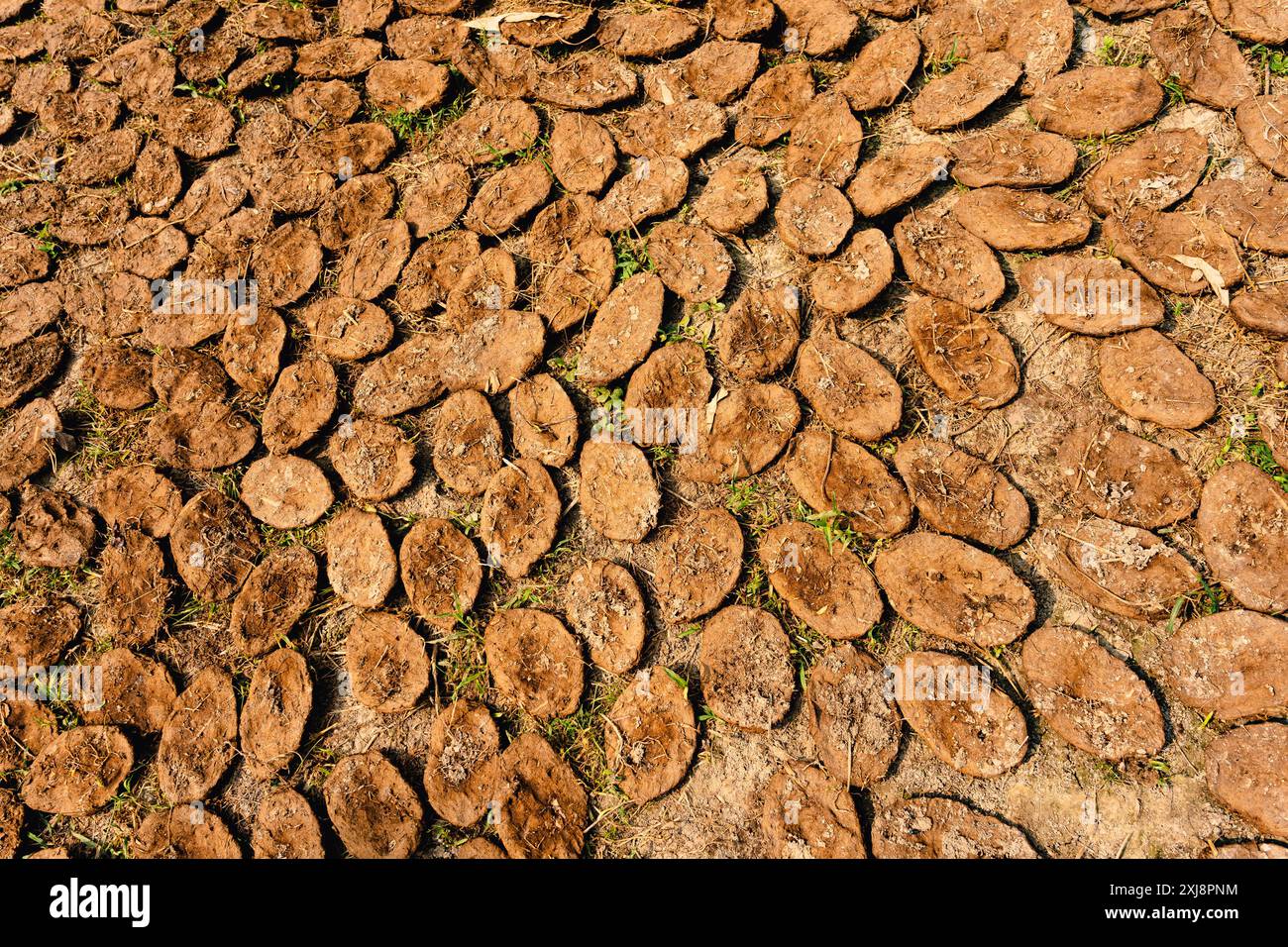 Dry cow dung laying on floor in Indian village, used as natural fuel ...