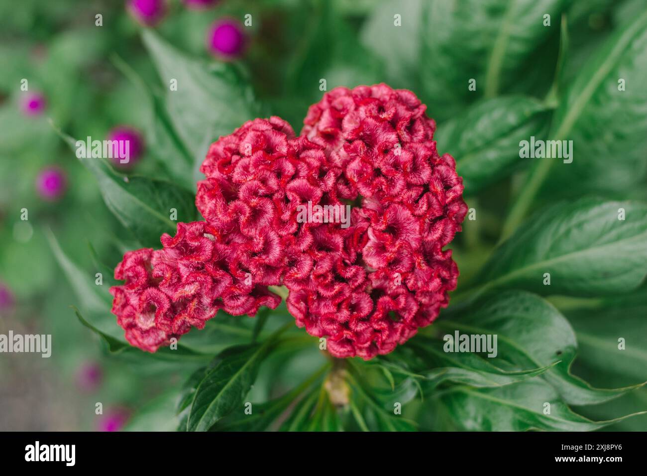 Dark red cockscomb flower (Celosia cristata) with blurred background ...