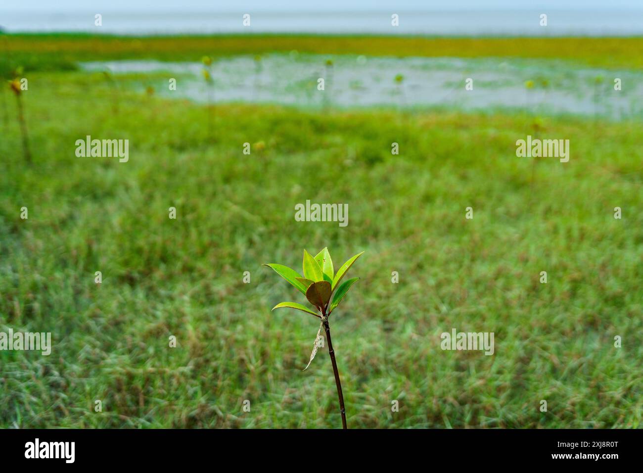 Mangroves sprouts and seedlings are seen on the coast of the Sundarbans ...