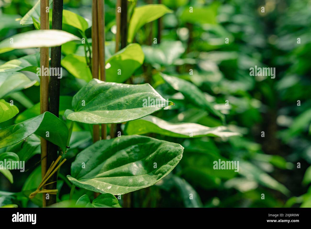 Close up of fresh green Betel Leaf (Piper Betle). Betel leaves are used ...