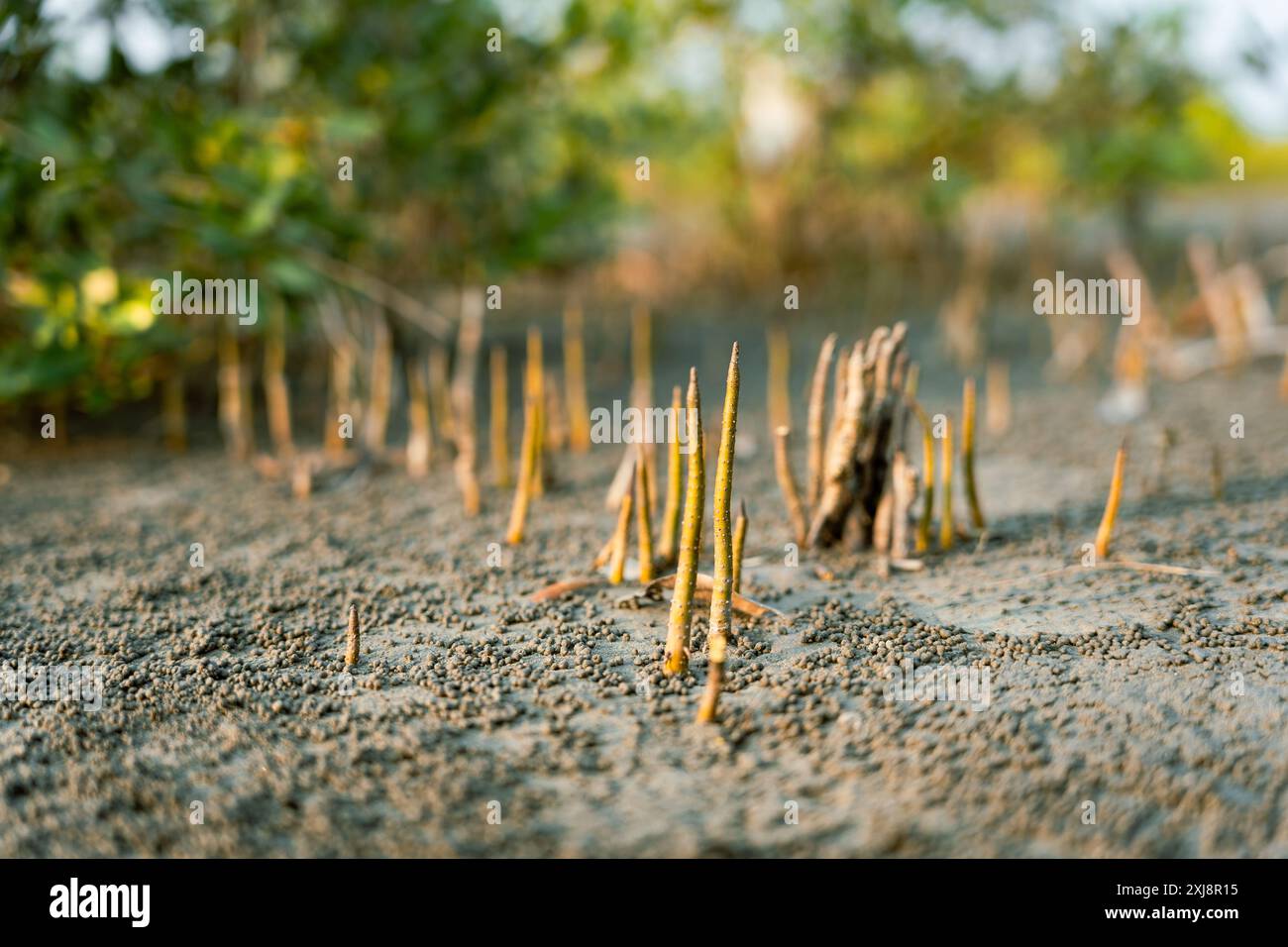 Mangroves sprouts and seedlings are seen on the coast of the Sundarbans ...