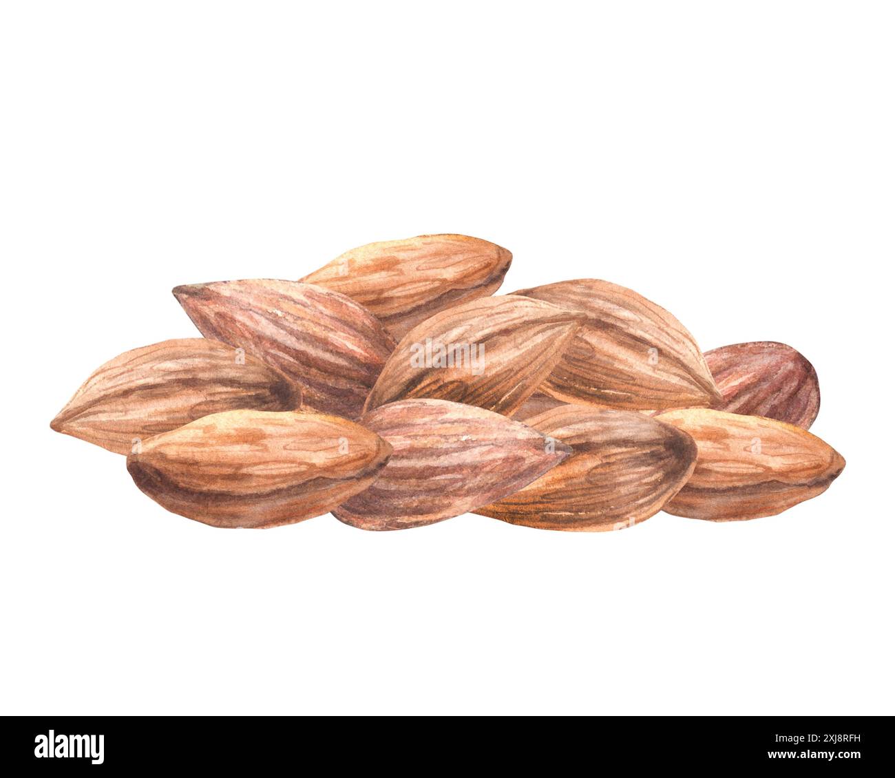 Heap of nuts. Pile of peeled almond kernel. Watercolor hand painted ...