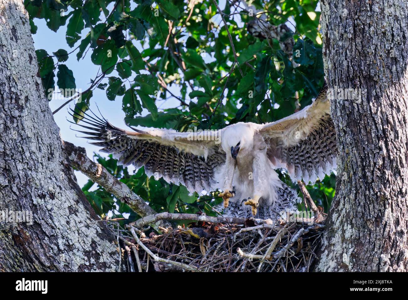4 month old Harpy eagle chick, Harpia harpyja, testing its wings in the ...