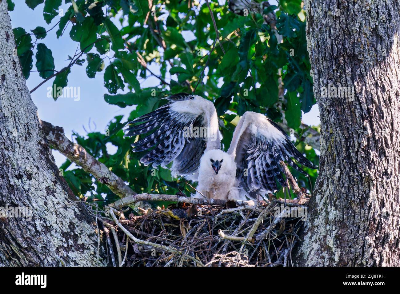 4 month old Harpy eagle chick, Harpia harpyja, testing its wings in the ...