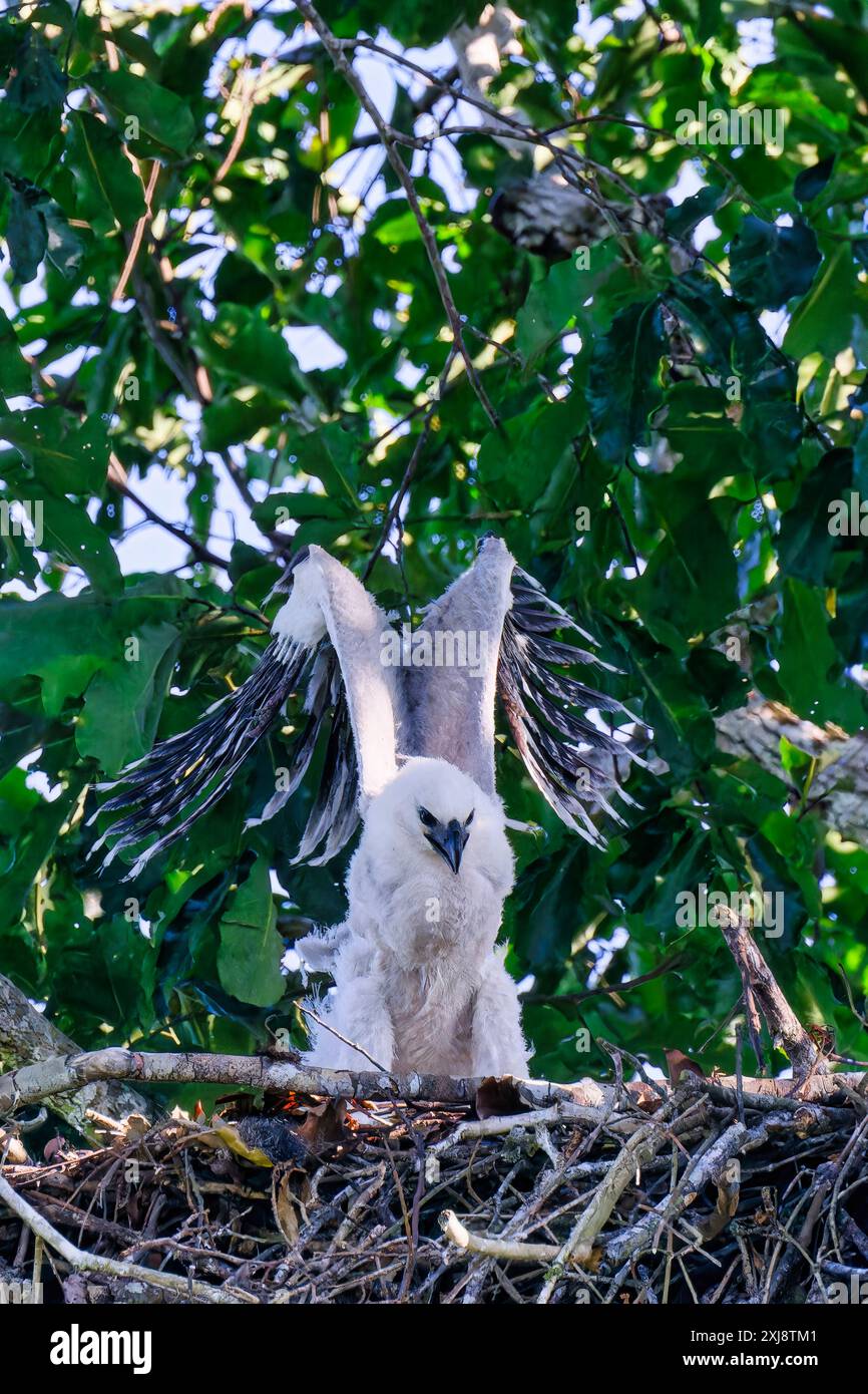 4 month old Harpy eagle chick, Harpia harpyja, testing its wings in the ...
