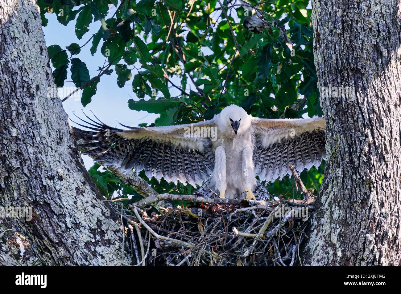 4 month old Harpy eagle chick, Harpia harpyja, testing its wings in the ...