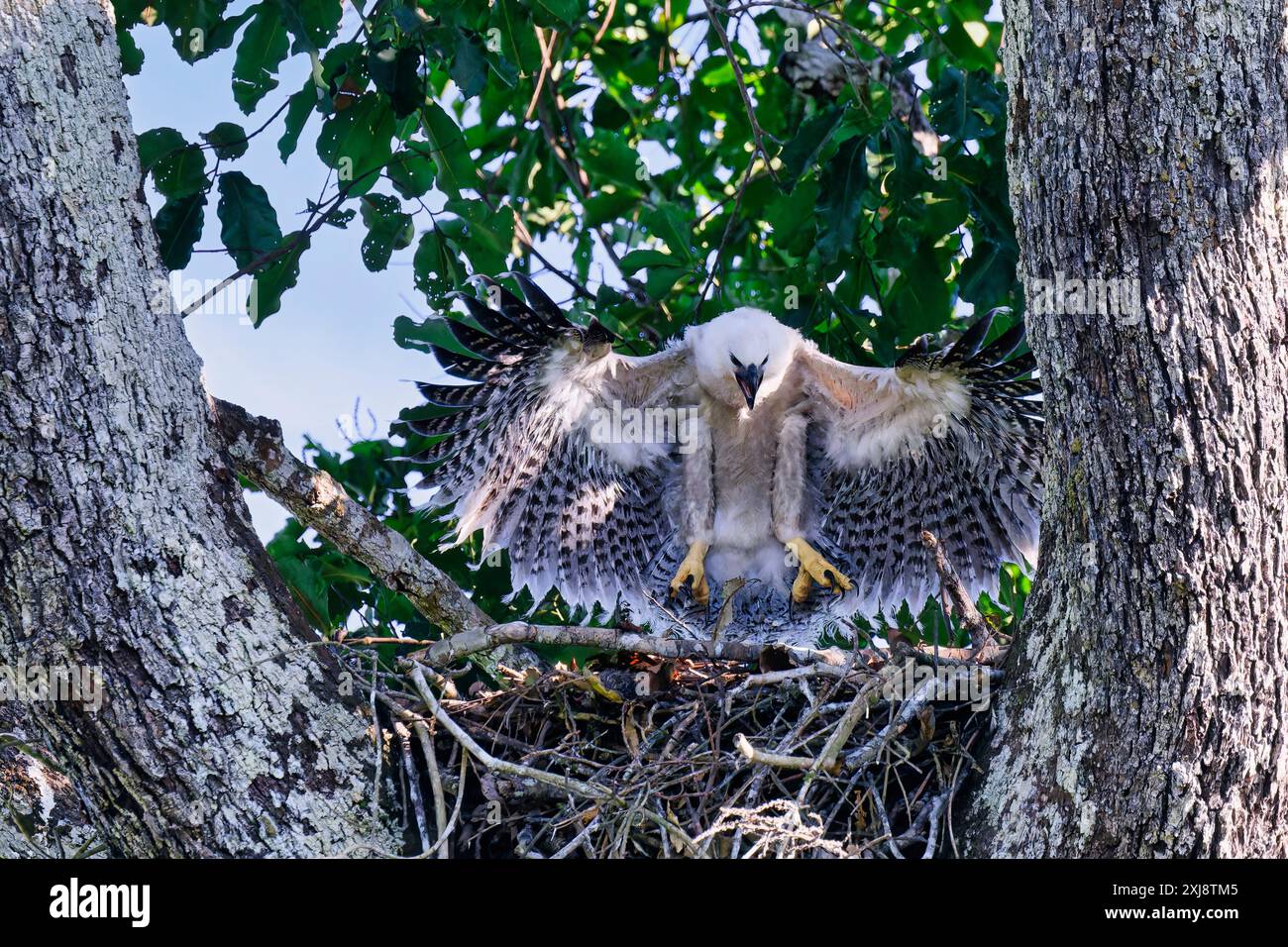 4 month old Harpy eagle chick, Harpia harpyja, testing its wings in the ...