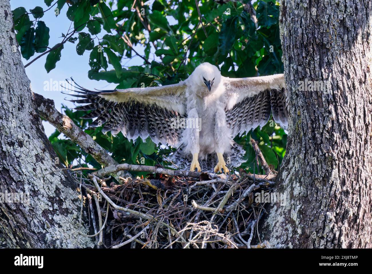 4 month old Harpy eagle chick, Harpia harpyja, testing its wings in the ...