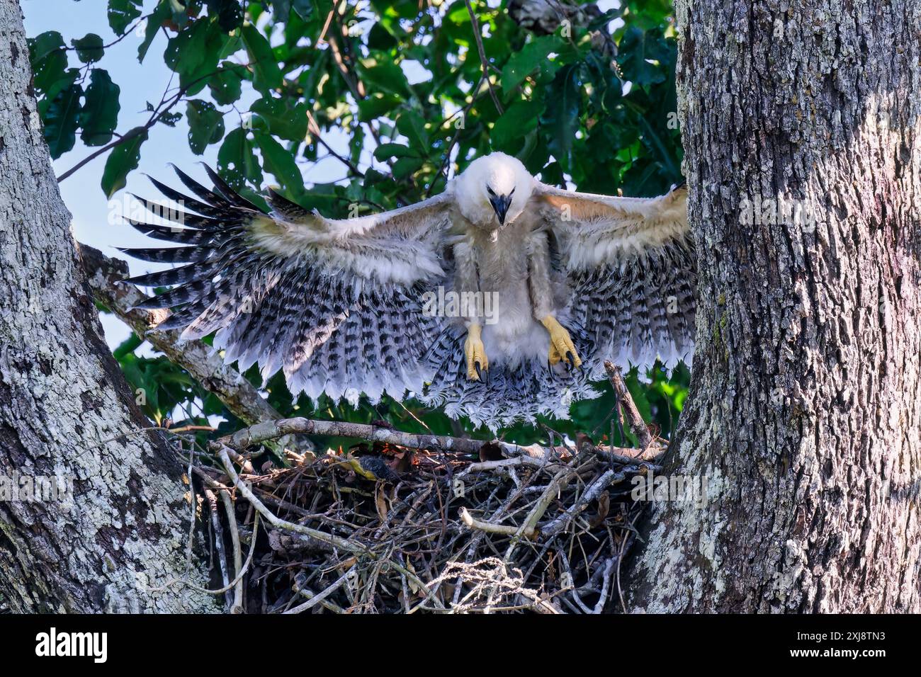 4 month old Harpy eagle chick, Harpia harpyja, testing its wings in the ...