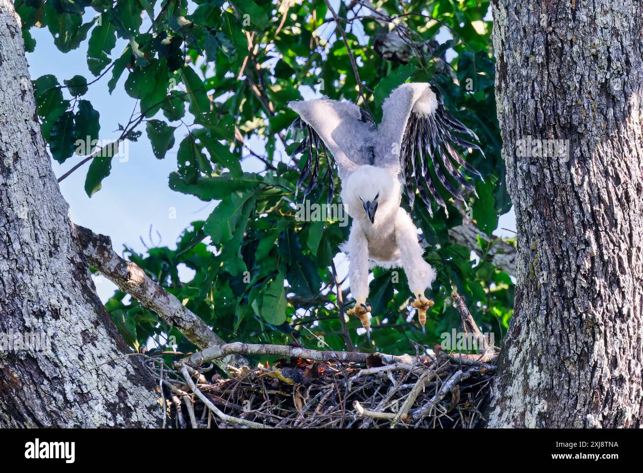 4 month old Harpy eagle chick, Harpia harpyja, testing its wings in the ...