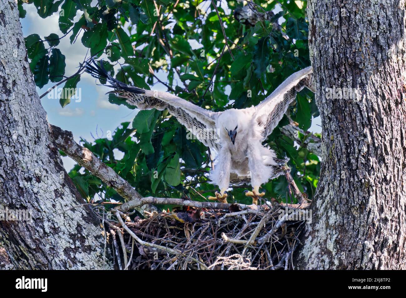 4 month old Harpy eagle chick, Harpia harpyja, testing its wings in the ...