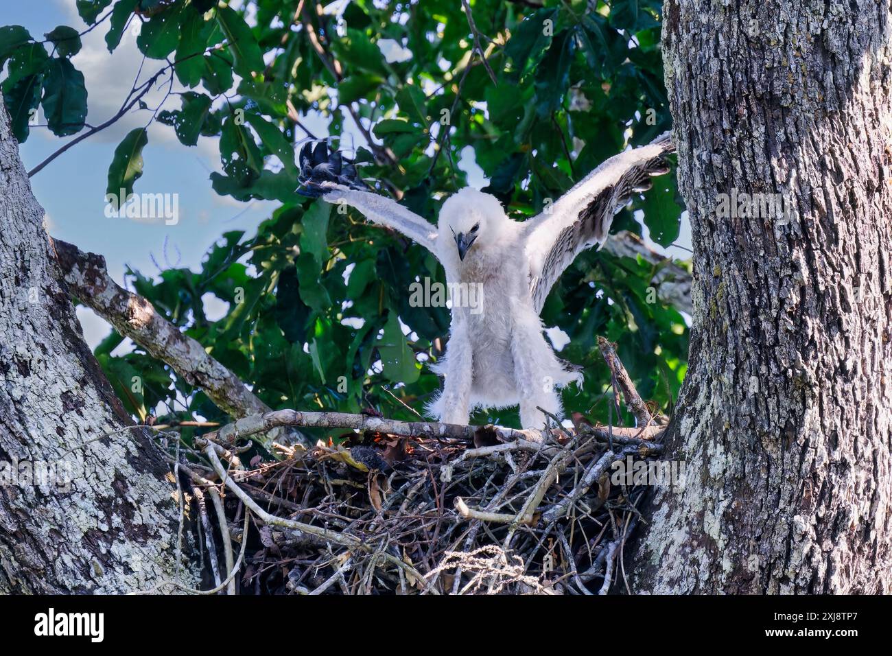 4 month old Harpy eagle chick, Harpia harpyja, testing its wings in the ...