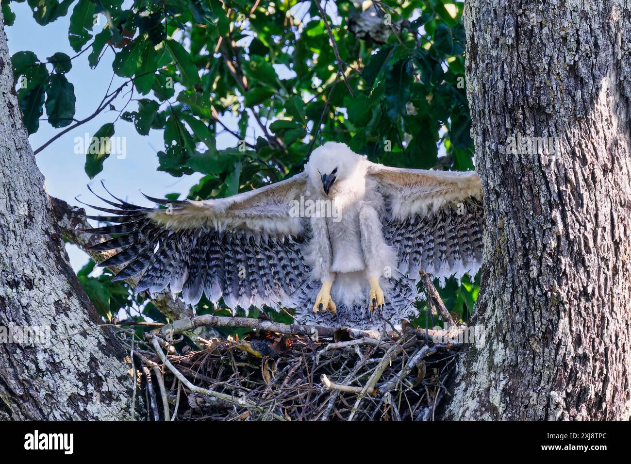 Harpy eagle nest hi-res stock photography and images - Alamy