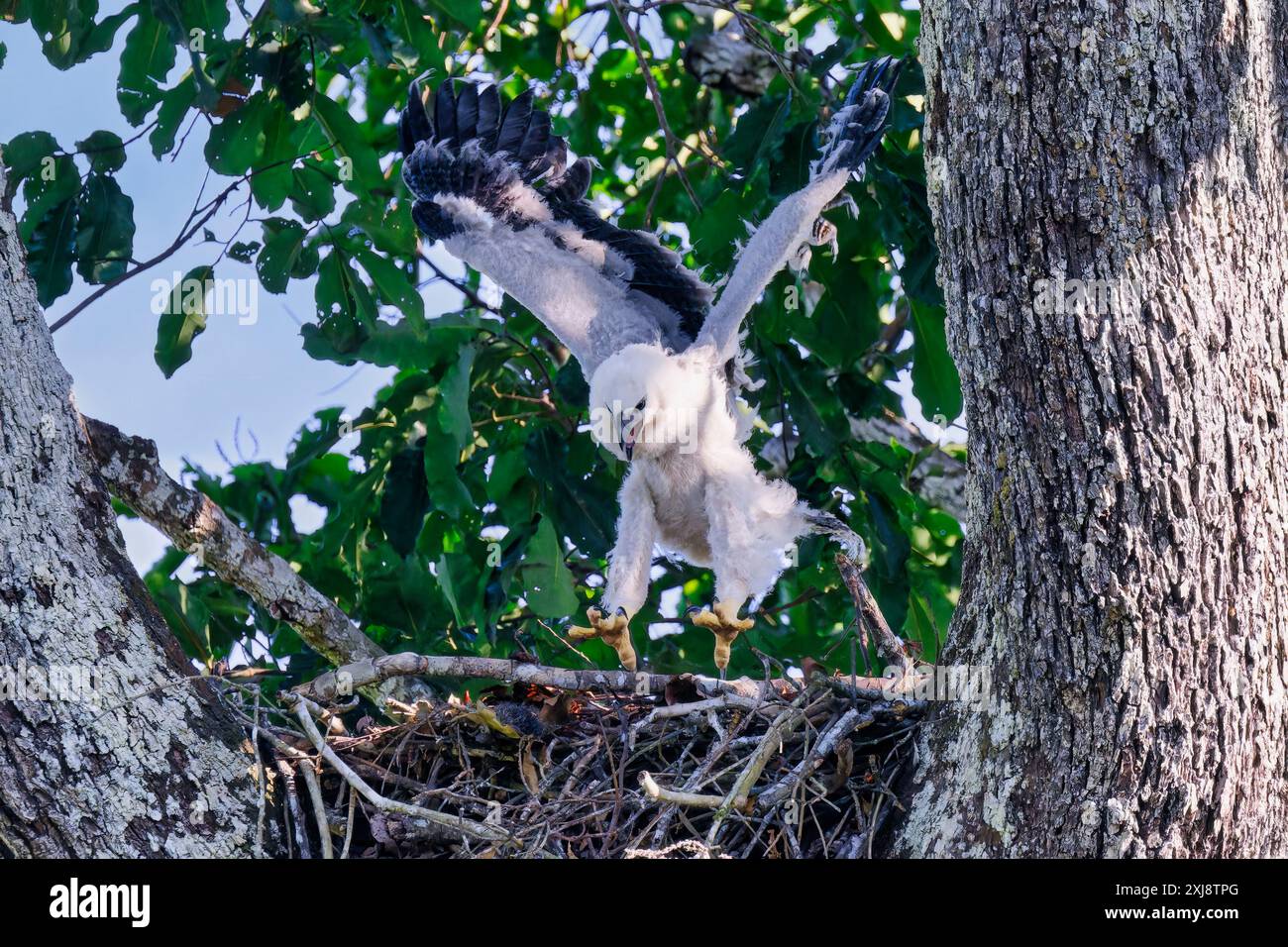 Amazon rainforest canopy harpy eagle hi-res stock photography and ...