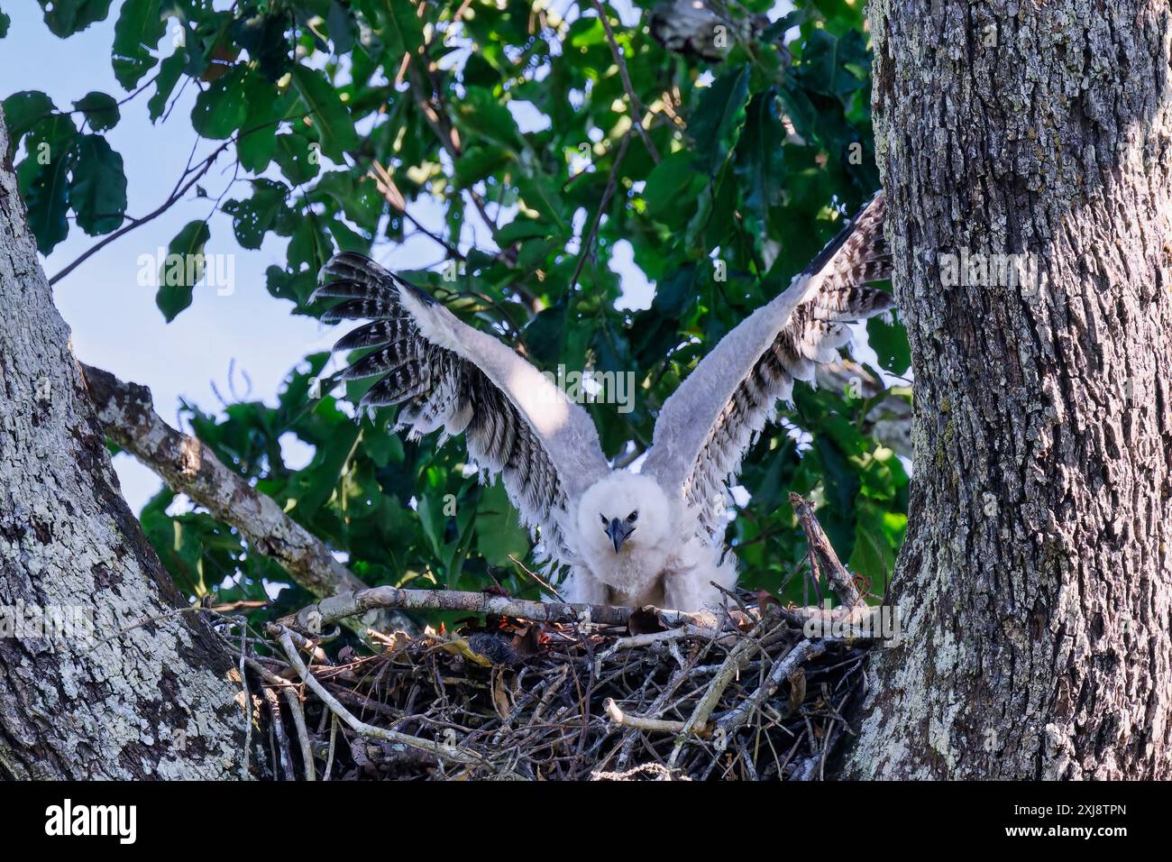 4 month old Harpy eagle chick, Harpia harpyja, testing its wings in the ...