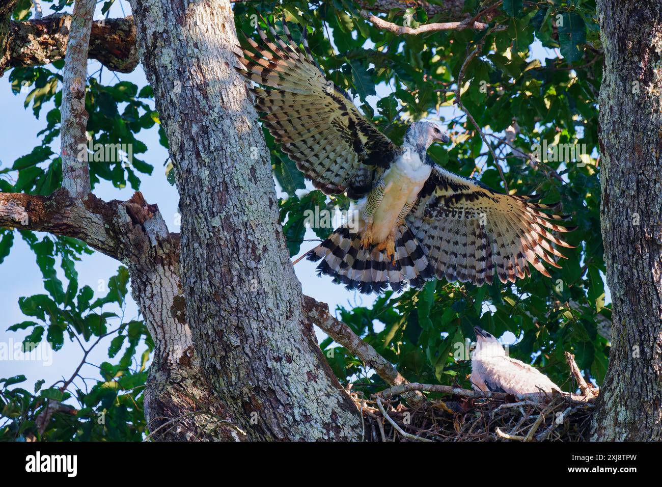 Harpy eagle harpia harpyja in nest hi-res stock photography and images ...