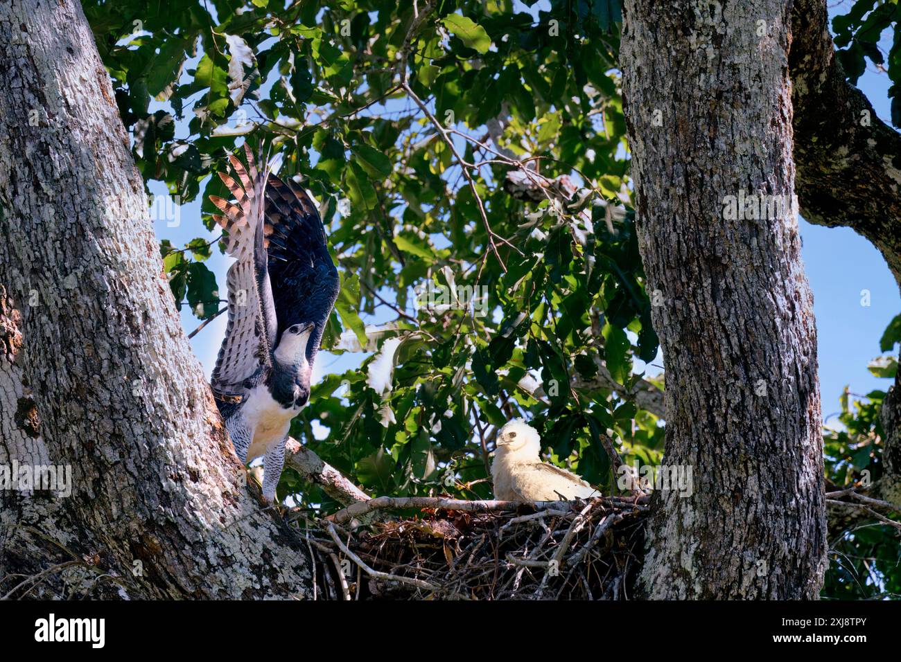 Harpy eagle harpia harpyja in nest hi-res stock photography and images ...
