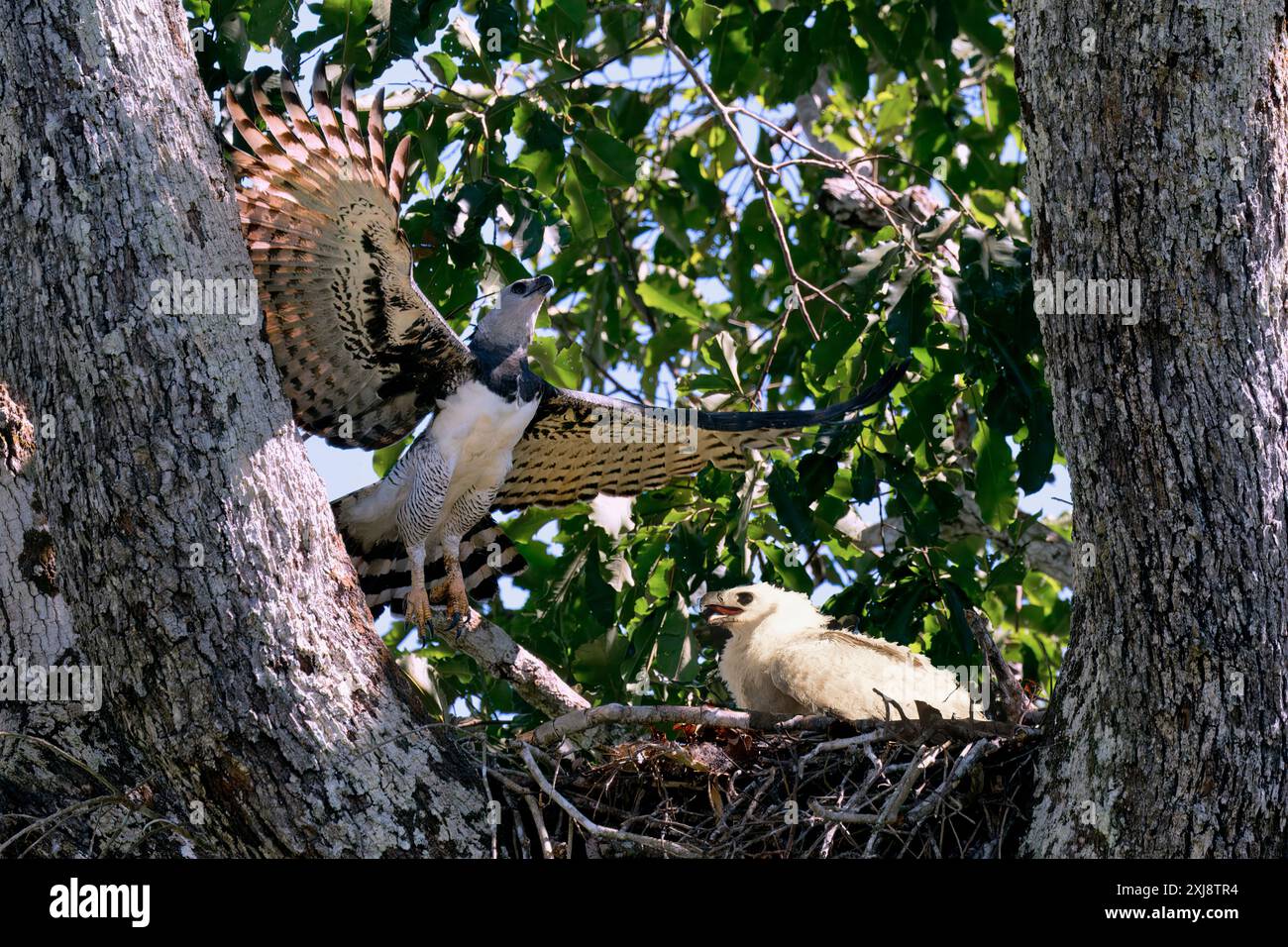 Female Harpy eagle, Harpia harpyja, in flight over the nest occupied by ...