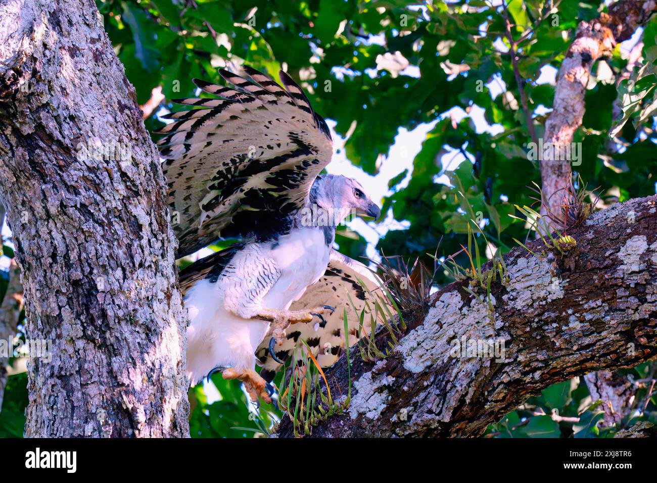 Female Harpy eagle, Harpia harpyja, flying in a Brazilian Nut Tree ...