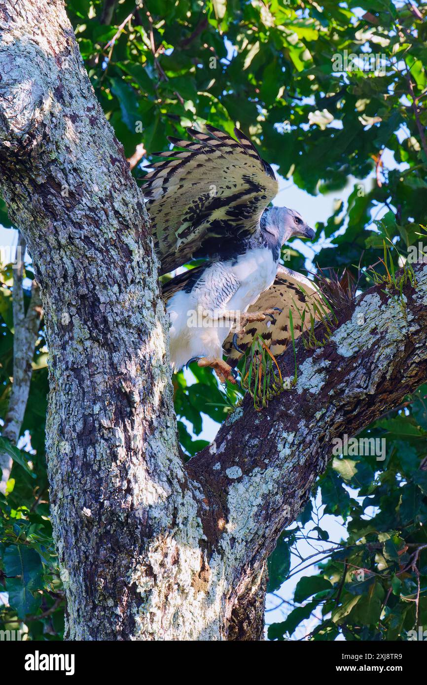 Female Harpy eagle, Harpia harpyja, flying in a Brazilian Nut Tree ...