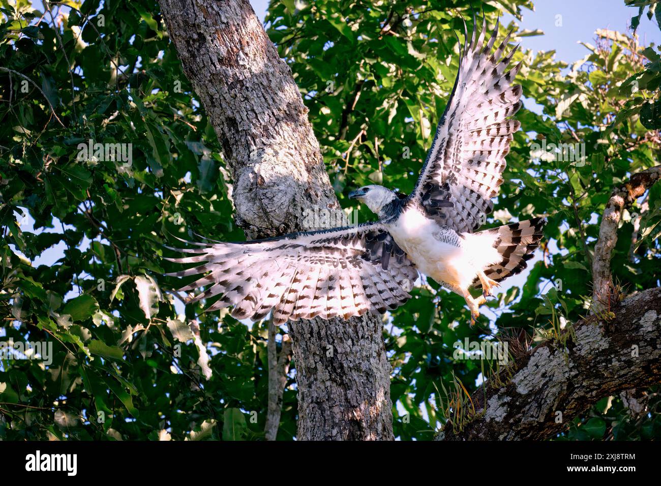 Female Harpy eagle, Harpia harpyja, flying in a Brazilian Nut Tree ...