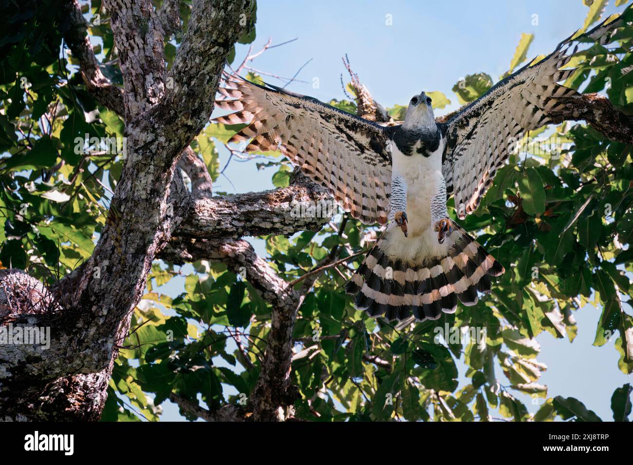 Female Harpy eagle, Harpia harpyja, flying in a Brazilian Nut Tree ...