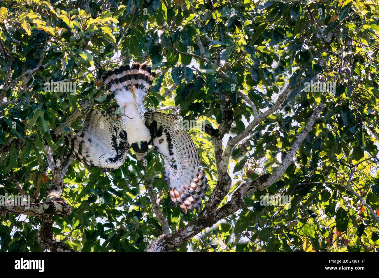 Female Harpy eagle, Harpia harpyja, performing an acrobatic rear ...