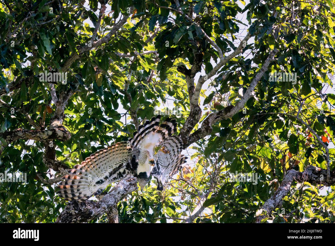 Female Harpy eagle, Harpia harpyja, performing an acrobatic rear ...