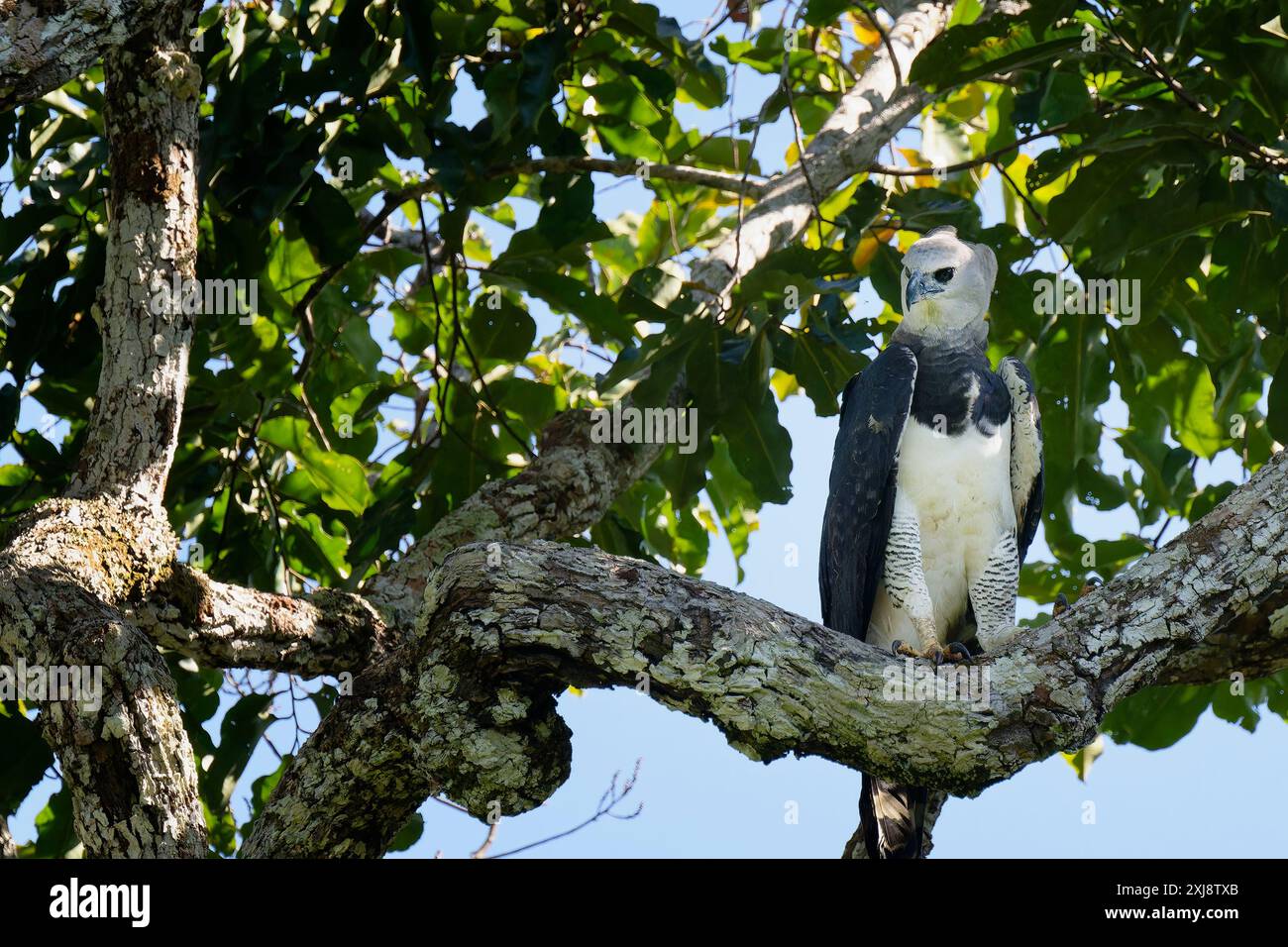 Female Harpy eagle, Harpia harpyja, sitting in a Brazilian Nut Tree ...
