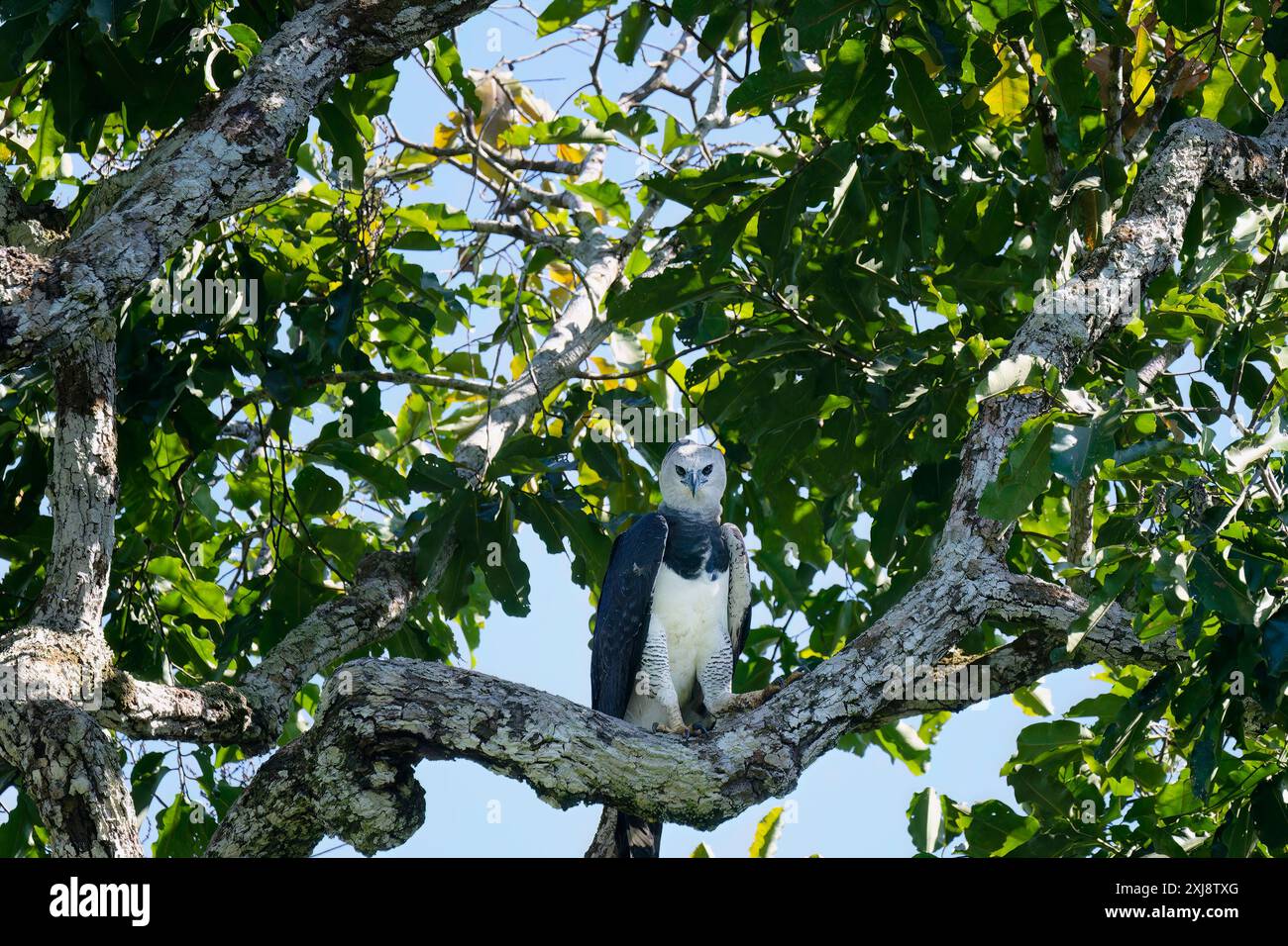 Female Harpy eagle, Harpia harpyja, sitting in a Brazilian Nut Tree ...