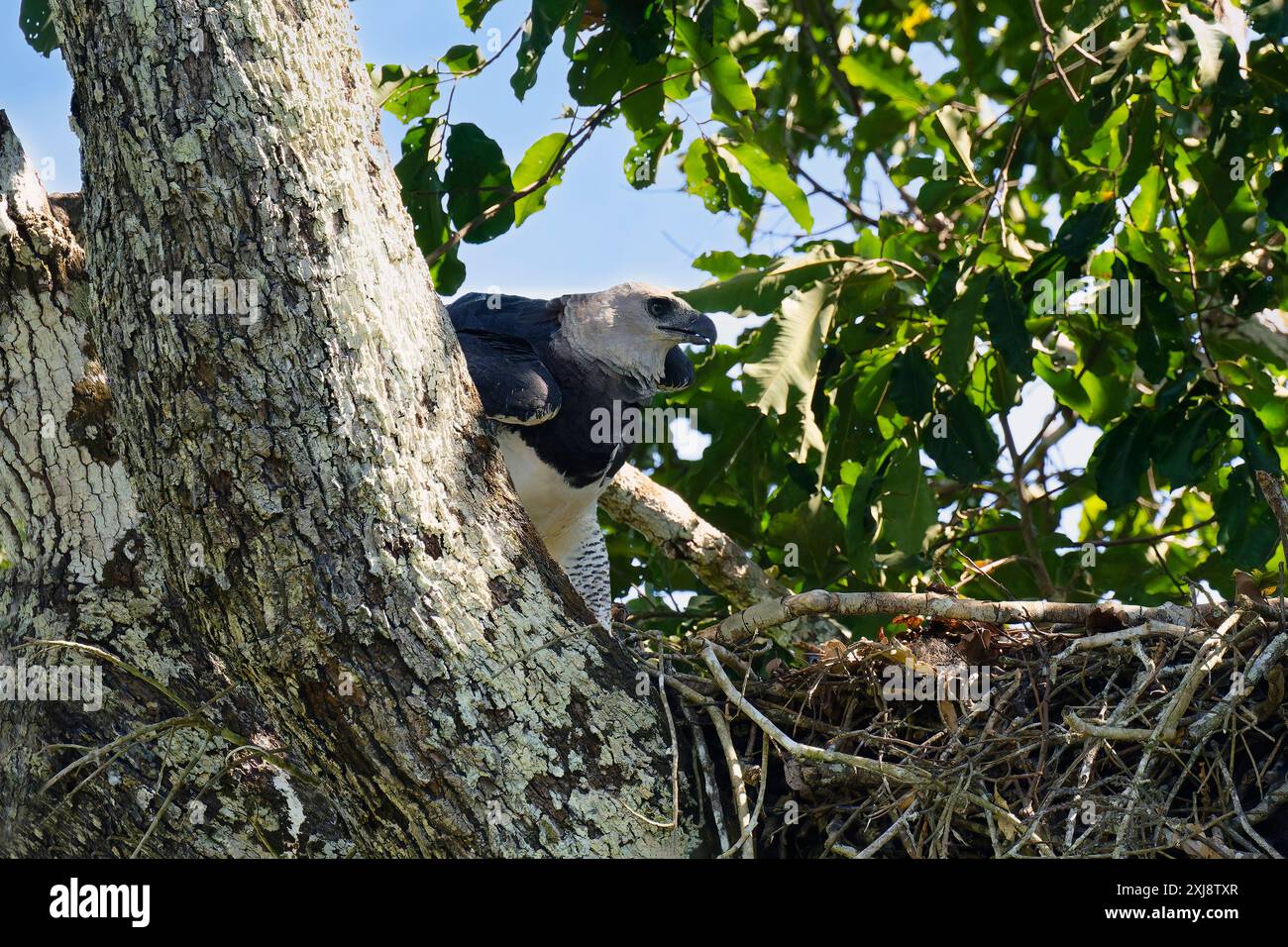 Female Harpy eagle, Harpia harpyja, sitting in a Brazilian Nut Tree ...