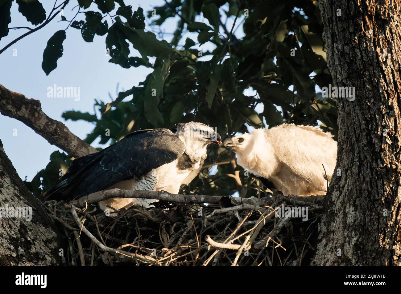 Female Harpy eagle, Harpia harpyja, feeding her 4 month old chick, Alta Floresta, Amazon, Brazil ...