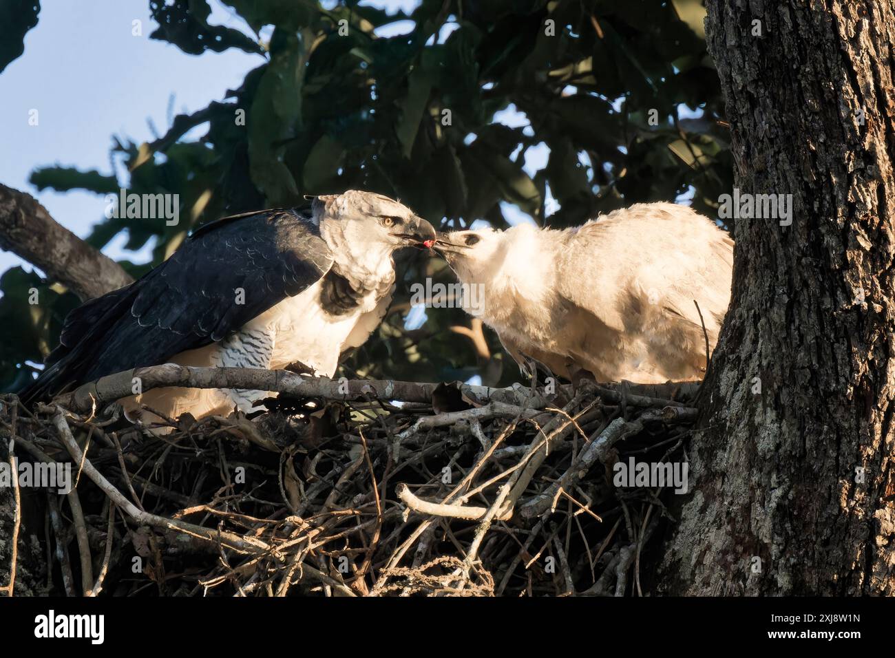 Adult harpy eagle harpia harpyja hi-res stock photography and images ...